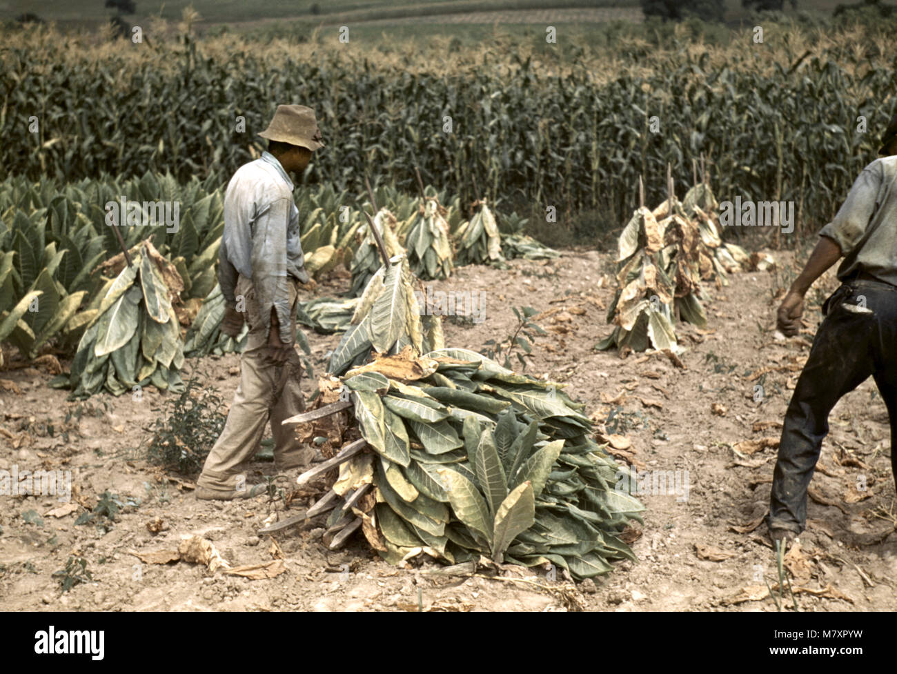 Tobacco curing hi-res stock photography and images - Alamy