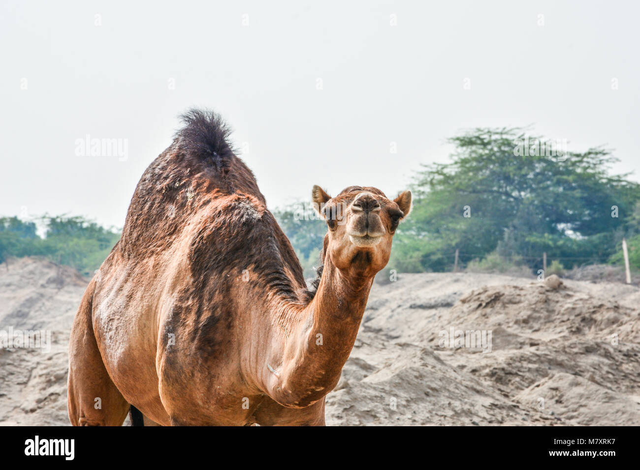 Camel close up Stock Photo - Alamy