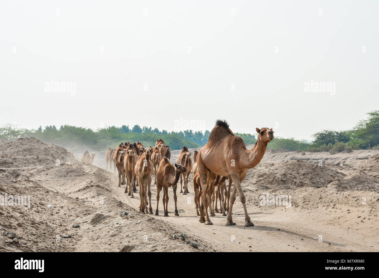 Camels in desert Stock Photo - Alamy
