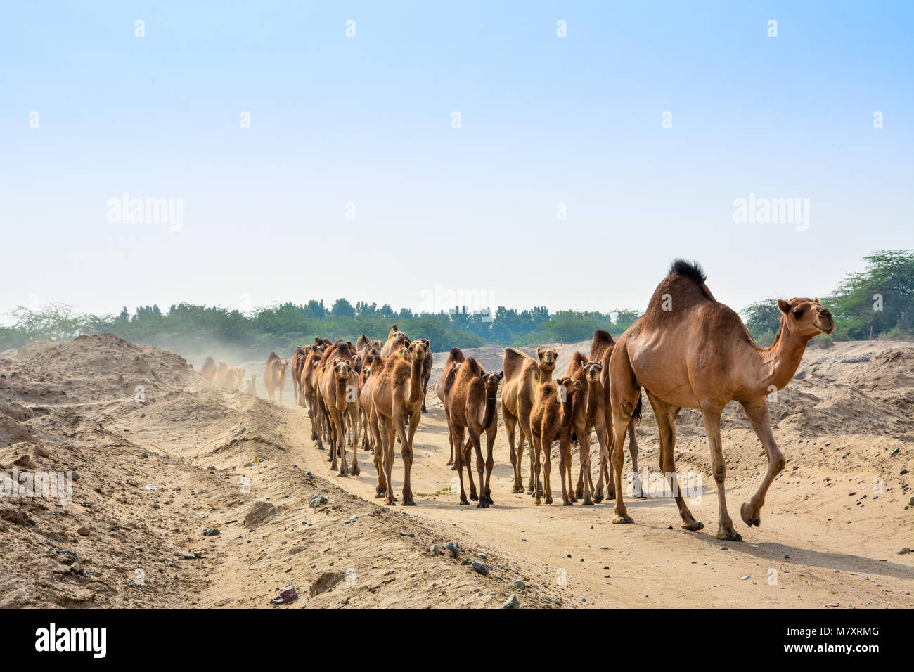 Camels in desert Stock Photo - Alamy