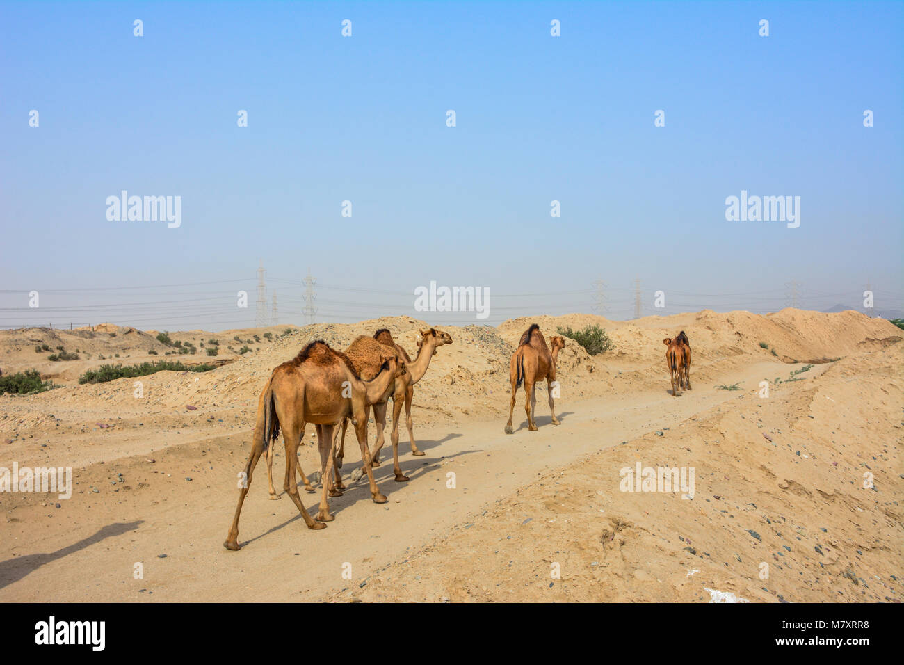 Camels in desert Stock Photo - Alamy