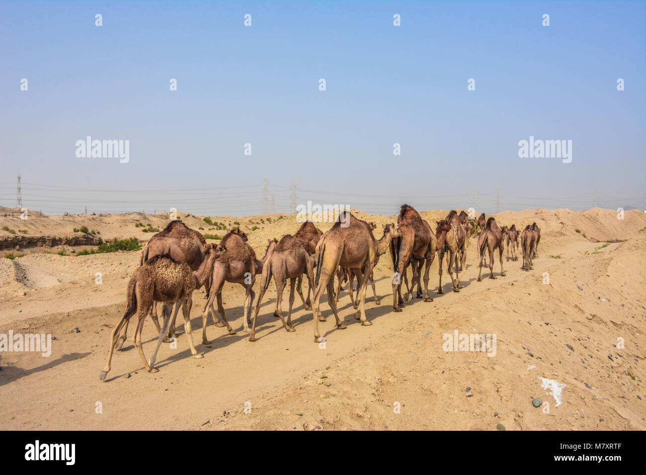 Camels in desert Stock Photo - Alamy