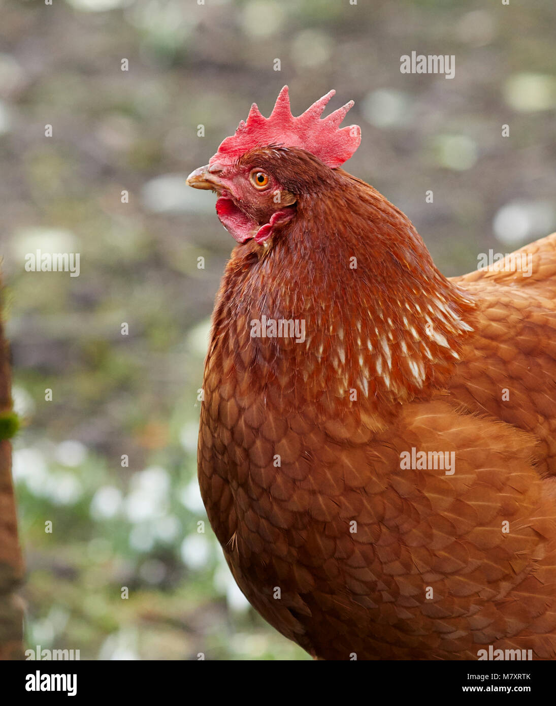 A free range and inquisitive domestic Warren hybrid chicken looking for ...