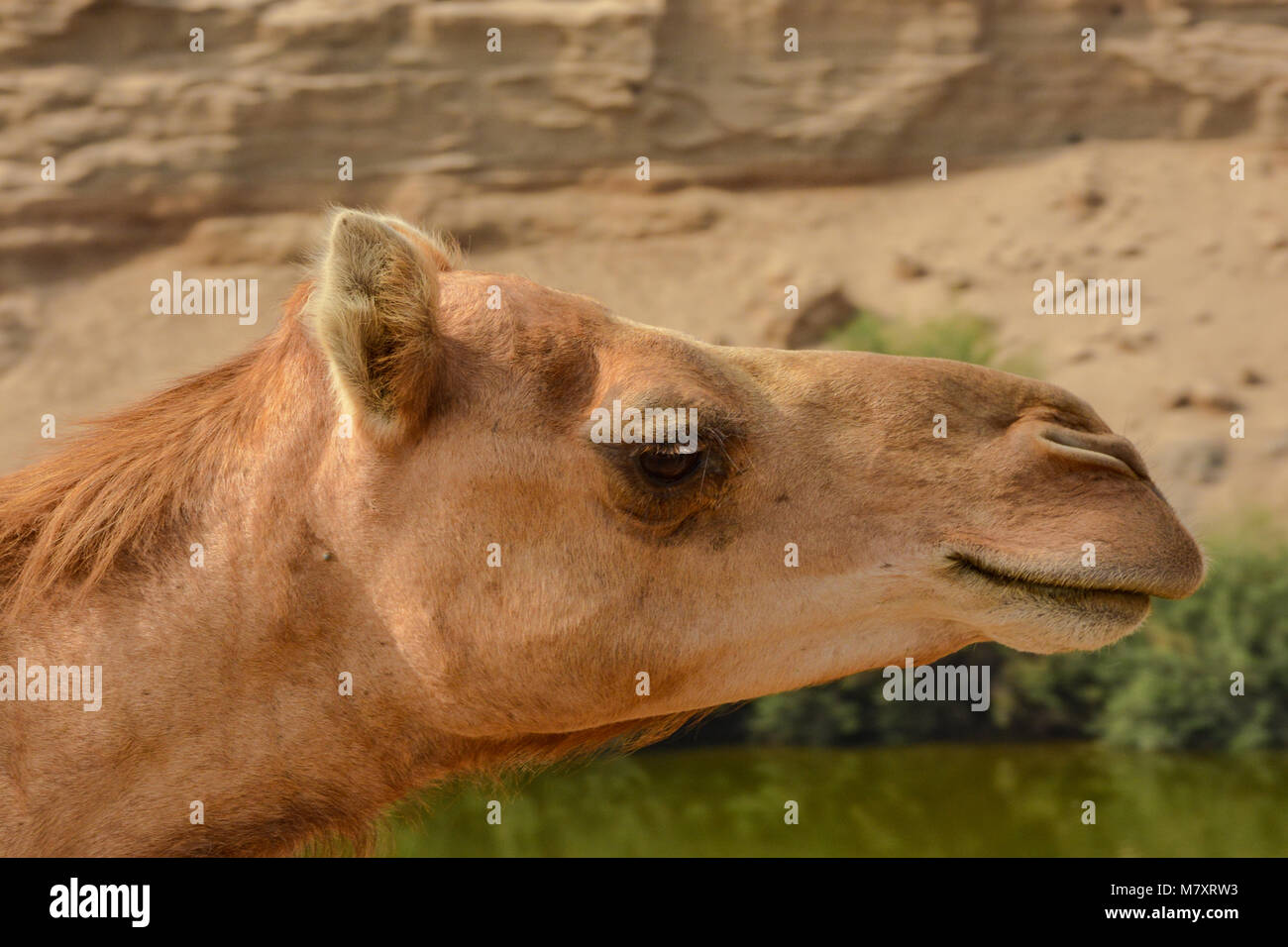 Camel close up Stock Photo - Alamy