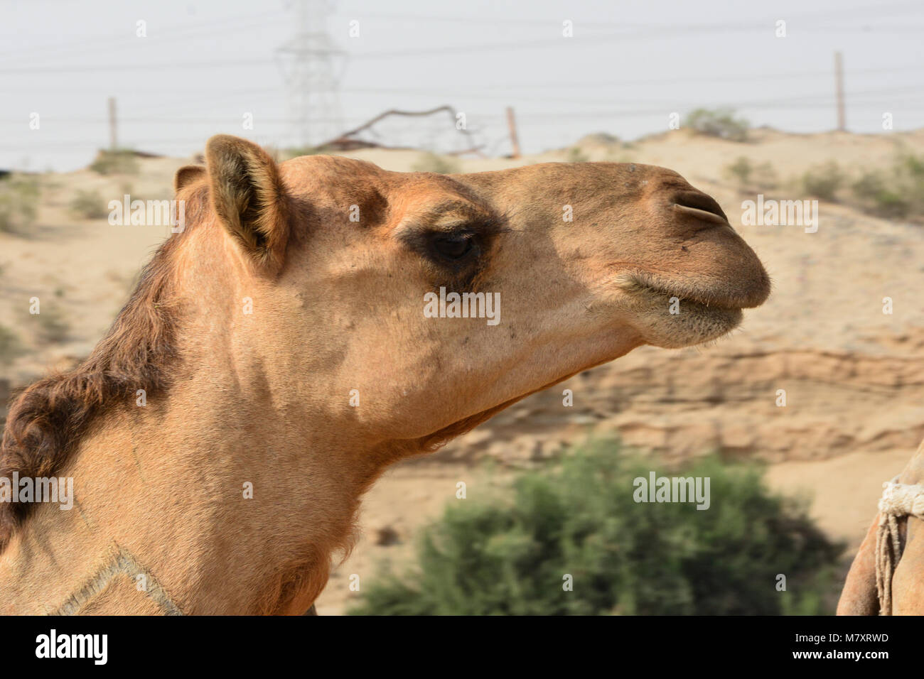 Camel close up Stock Photo - Alamy