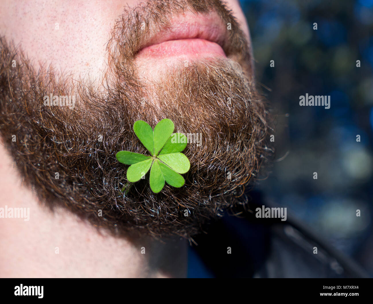 Bearded man face with natural green clover leaf Stock Photo - Alamy