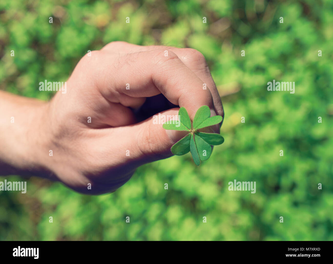Hand holds green leaf of clover Stock Photo - Alamy