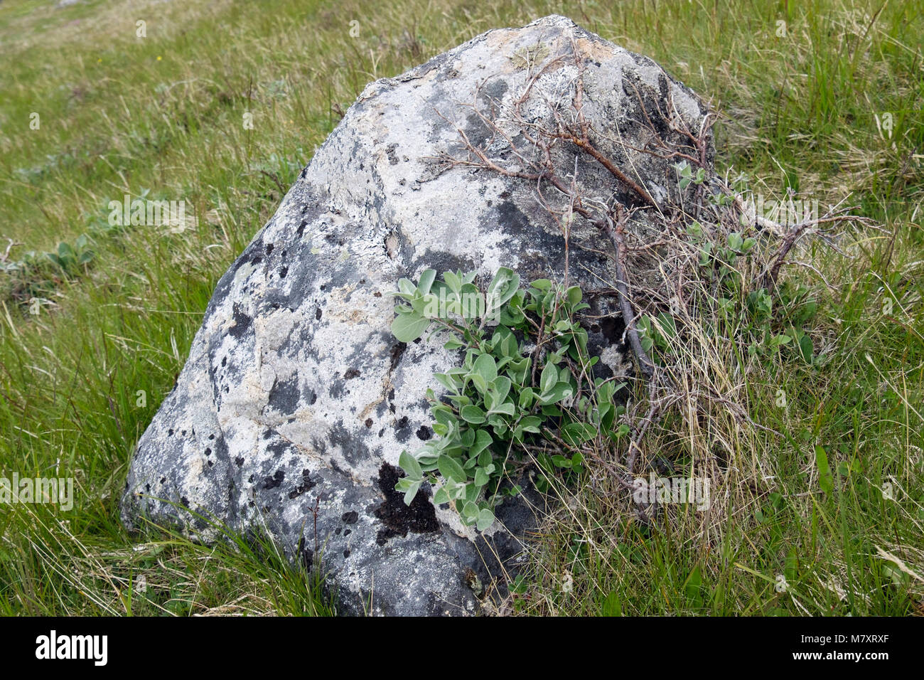 Stunted growth of Gray Willow (Salix glauca) growing low in shelter of ...