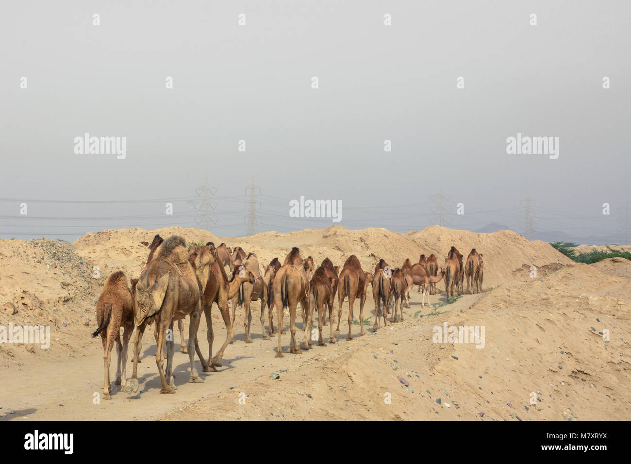 Camels in desert Stock Photo - Alamy