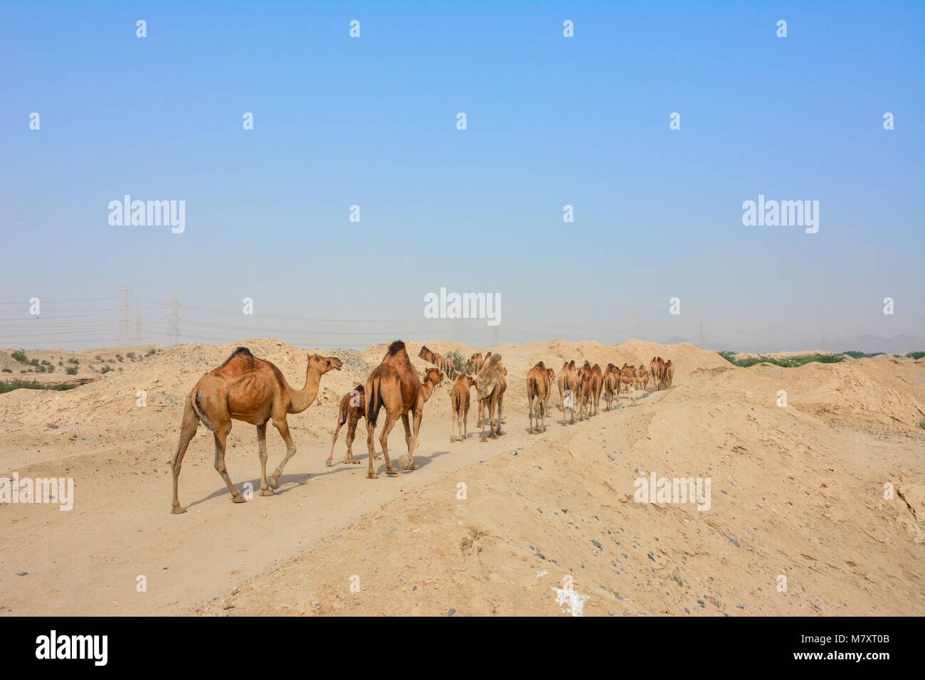 Camels in desert Stock Photo - Alamy
