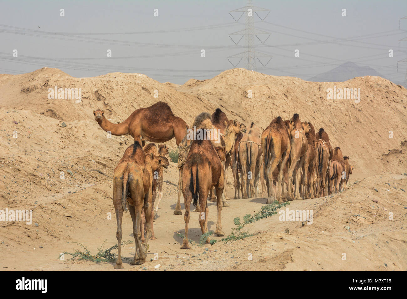 Camels in desert Stock Photo - Alamy