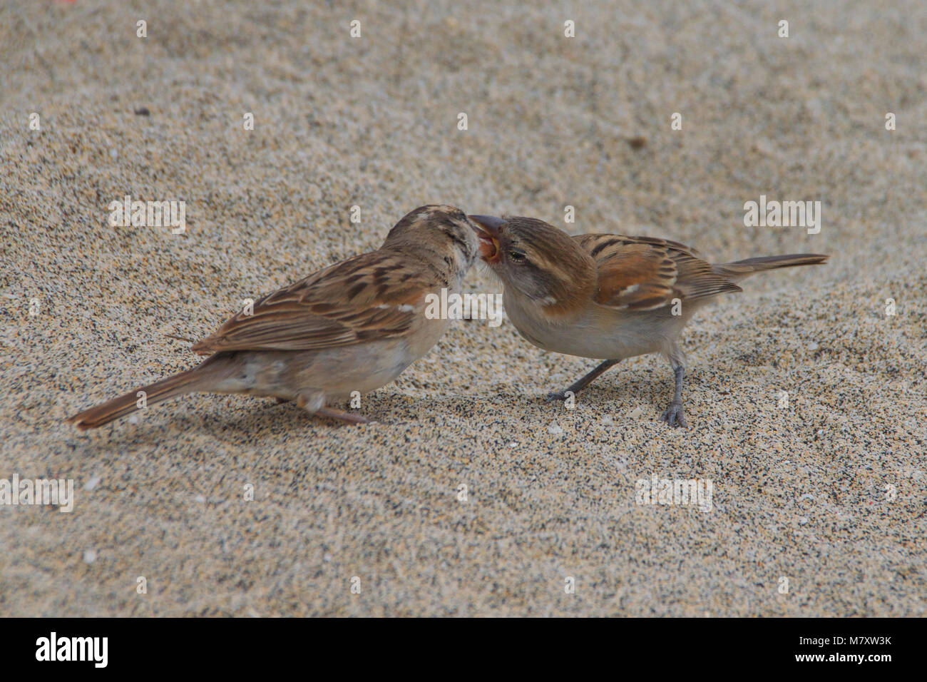 Adult female sparrow feeding a juvenile on the sand beach of Boa Vista ...