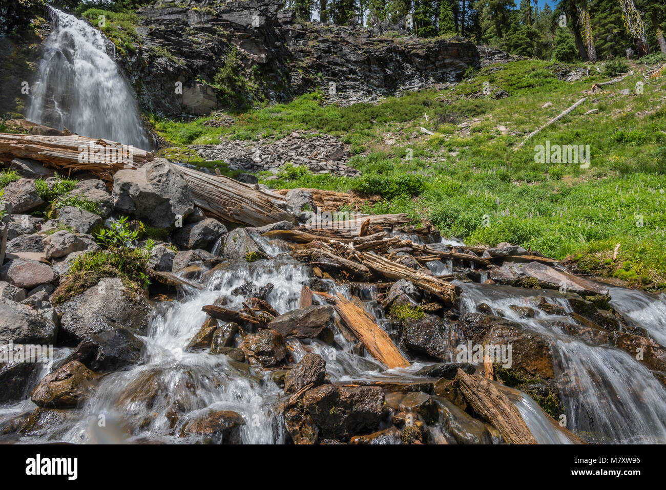 Water Falls Through Busted Old Trees in Oregon wilderness Stock Photo ...