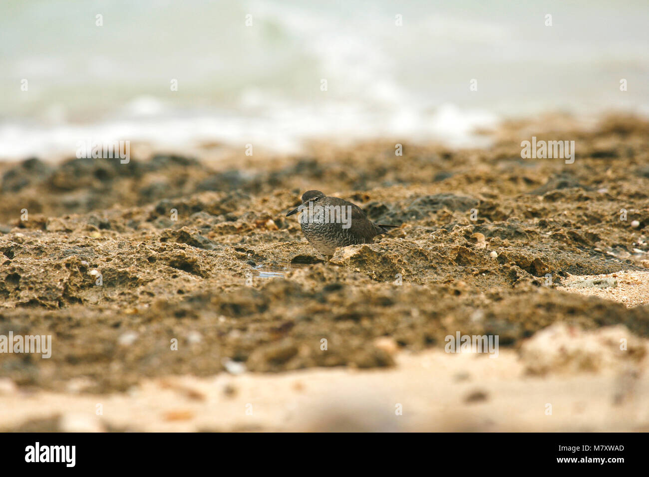 Tonga bird hi-res stock photography and images - Alamy