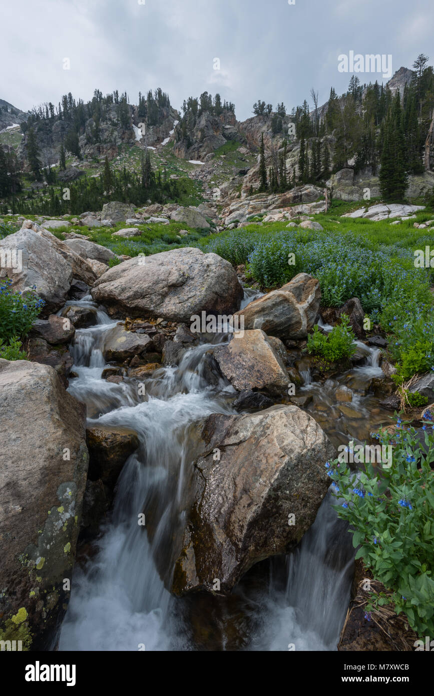 Wildflowers Cover the Valley Below Lake Solitude in summer Stock Photo ...
