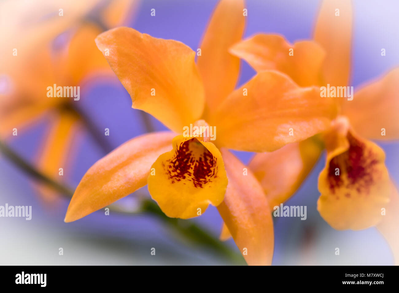 Flowers with bilateral symmetry hi-res stock photography and images - Alamy