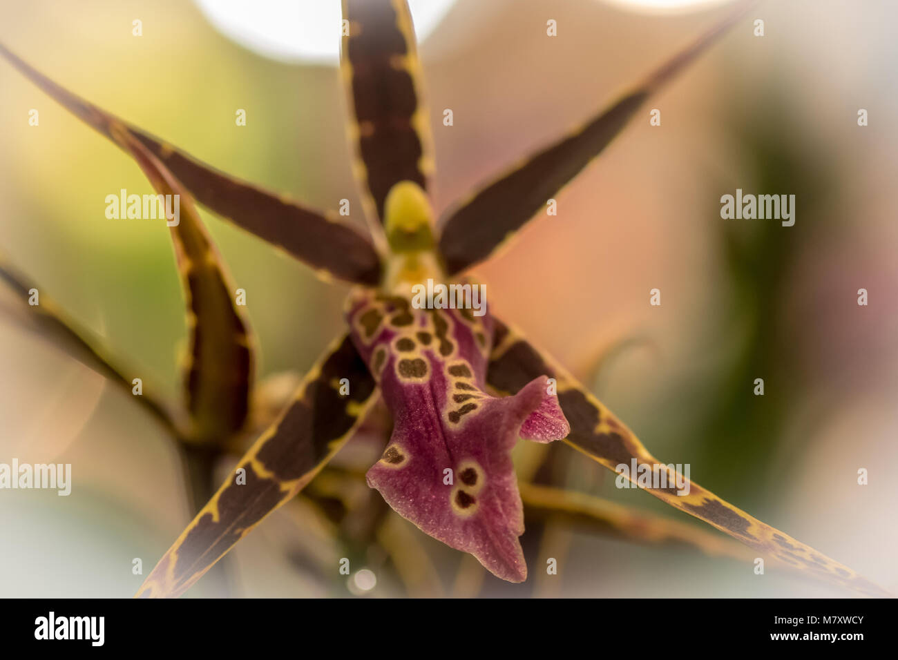 Intergeneric hybrid hi-res stock photography and images - Alamy