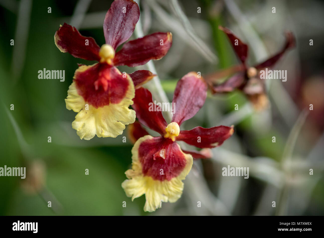 Orchis family orchidaceae hi-res stock photography and images - Alamy