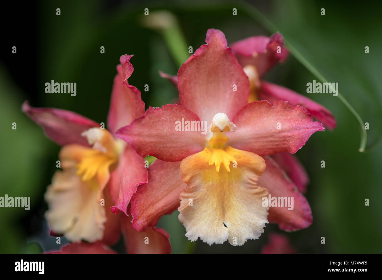 Orchis family orchidaceae hi-res stock photography and images - Alamy