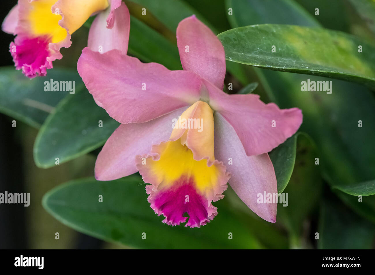 Lady slipper orchid (Cypripedioideae Stock Photo - Alamy