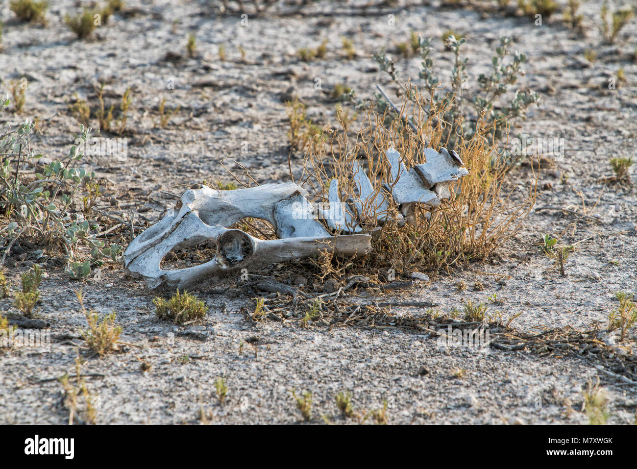 Wild animal skeleton in Africa. Namibia Stock Photo - Alamy