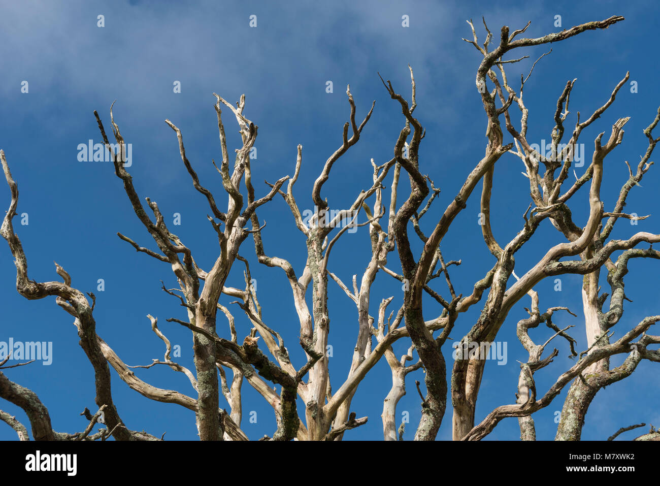 Dead tree branches hi-res stock photography and images - Alamy