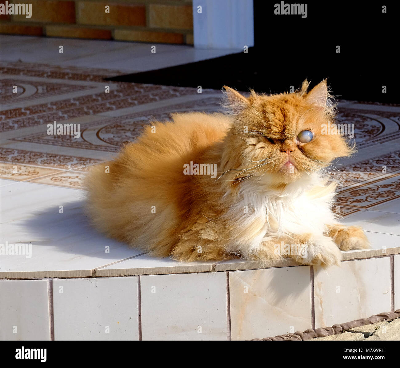 Old ginger blind cat without an eye sitting in front of the house ...