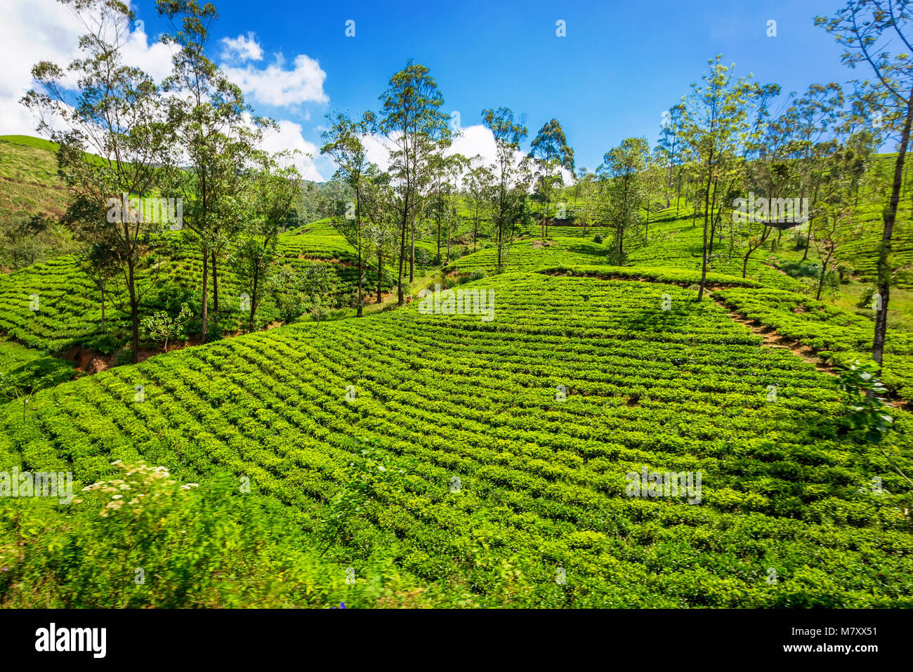 Green ceylon hi-res stock photography and images - Alamy
