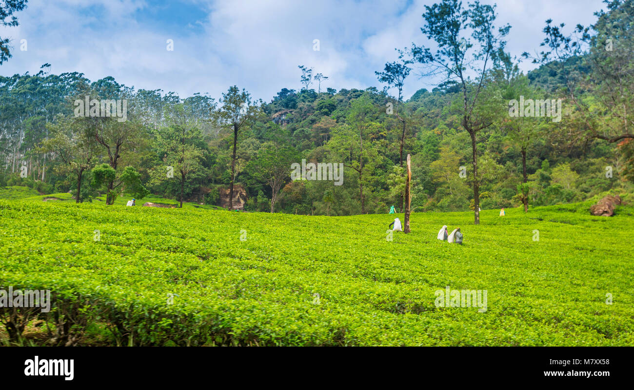Green plantation of Ceylon tea Stock Photo - Alamy