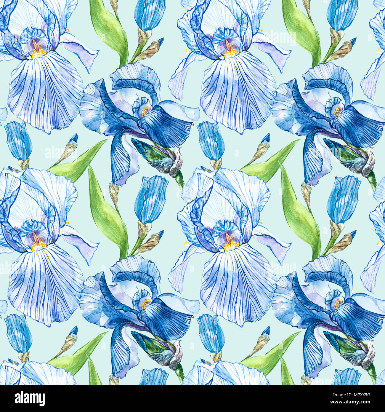 Flowers of Iris. Watercolor hand drawn botanical illustration of ...