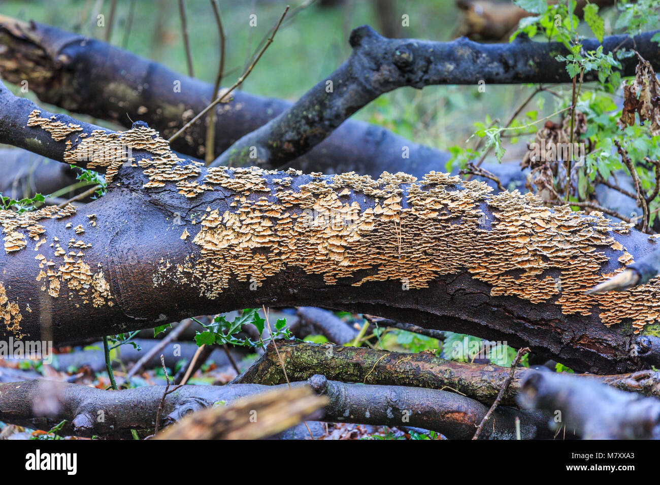 Mushrooms On Dead Wood Stock Photos & Mushrooms On Dead Wood Stock ...