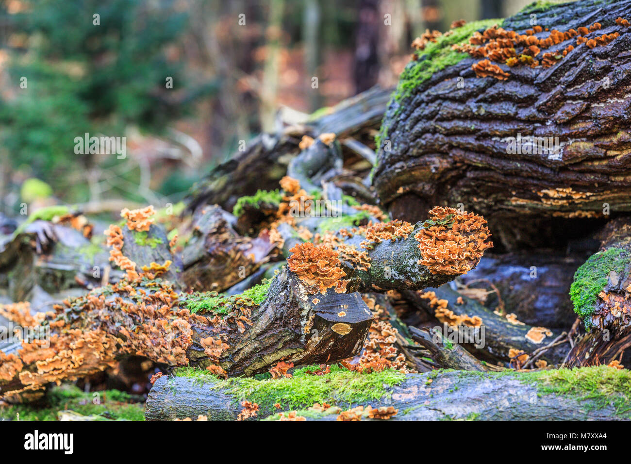Yellow crust fungus, Stereum hirsutum, is a saprofyt and grows on dead ...