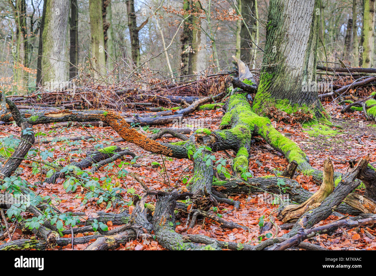 With green mosses and Yellow-brown crust fungus, Stereum hirsutum, is a ...