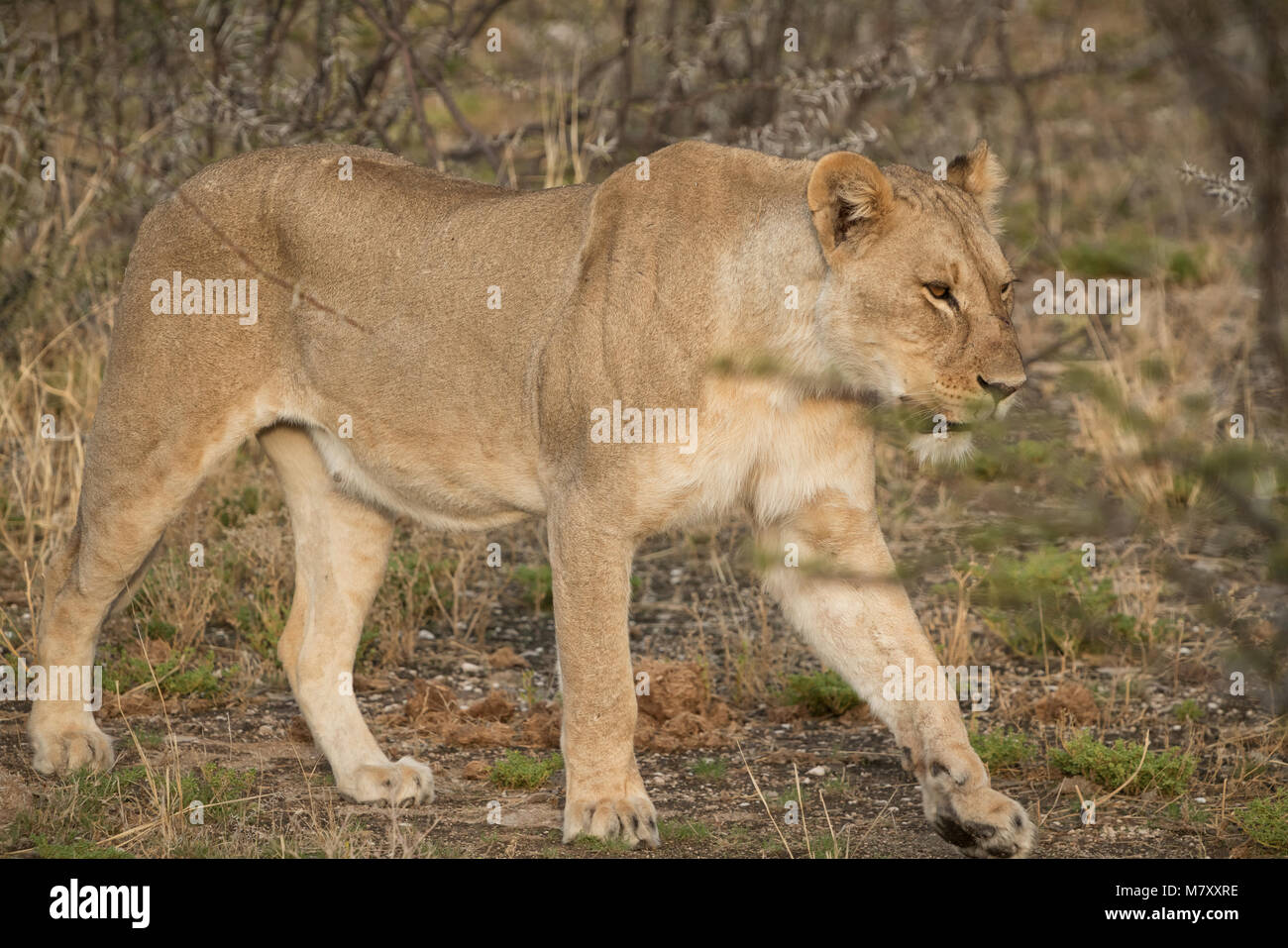 Lioness walking among bushes of the African savannah. Namibia Stock ...