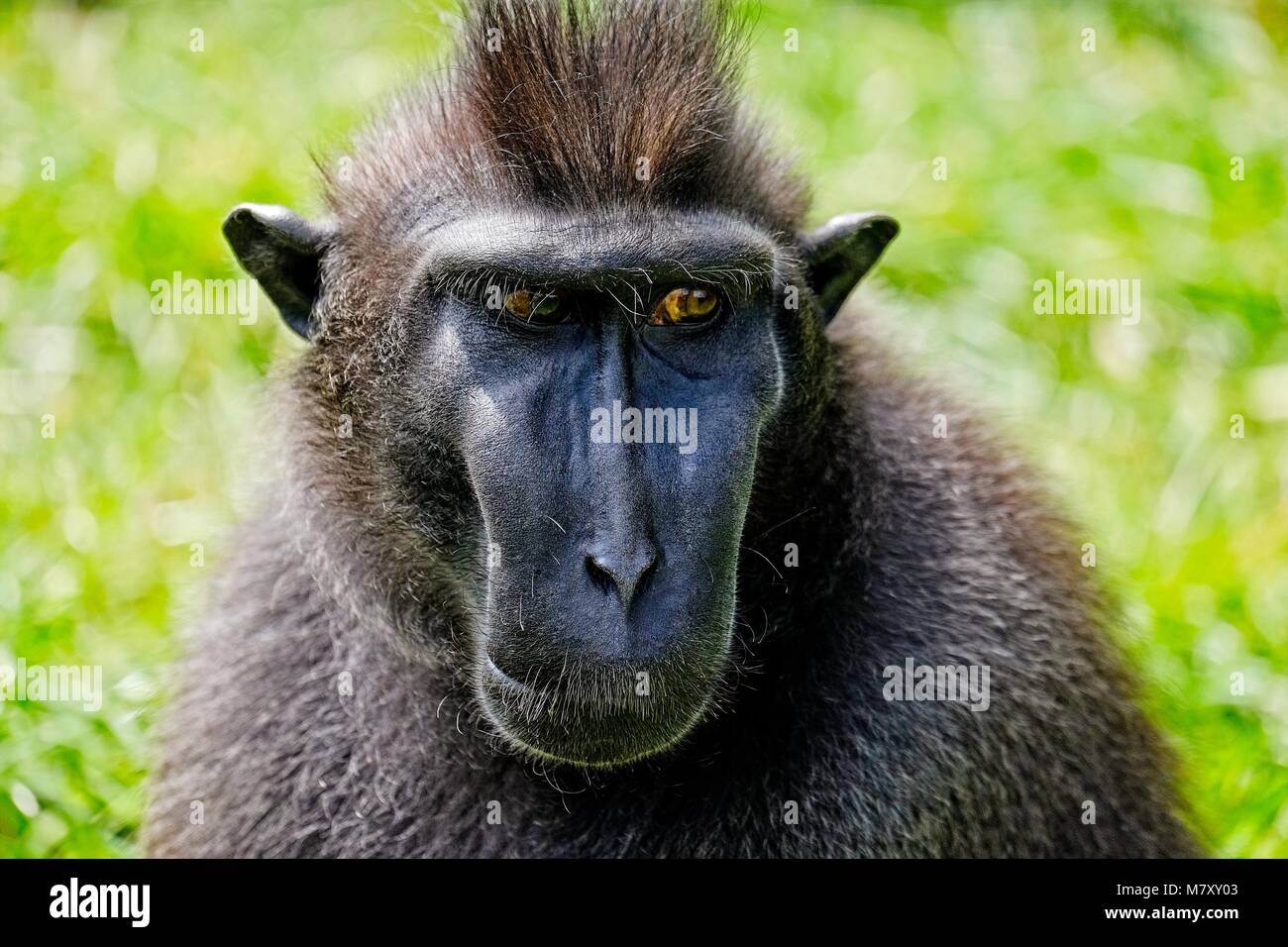 Jersey zoo durrell hi-res stock photography and images - Alamy