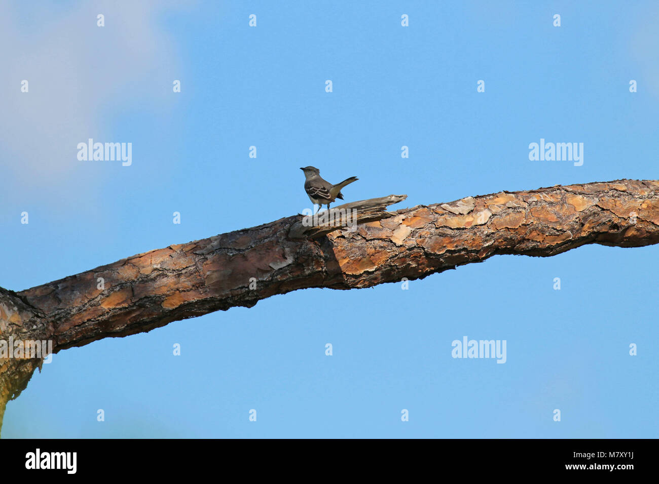 Northern mockingbird perched on a branch ( mimus polyglottos Stock ...