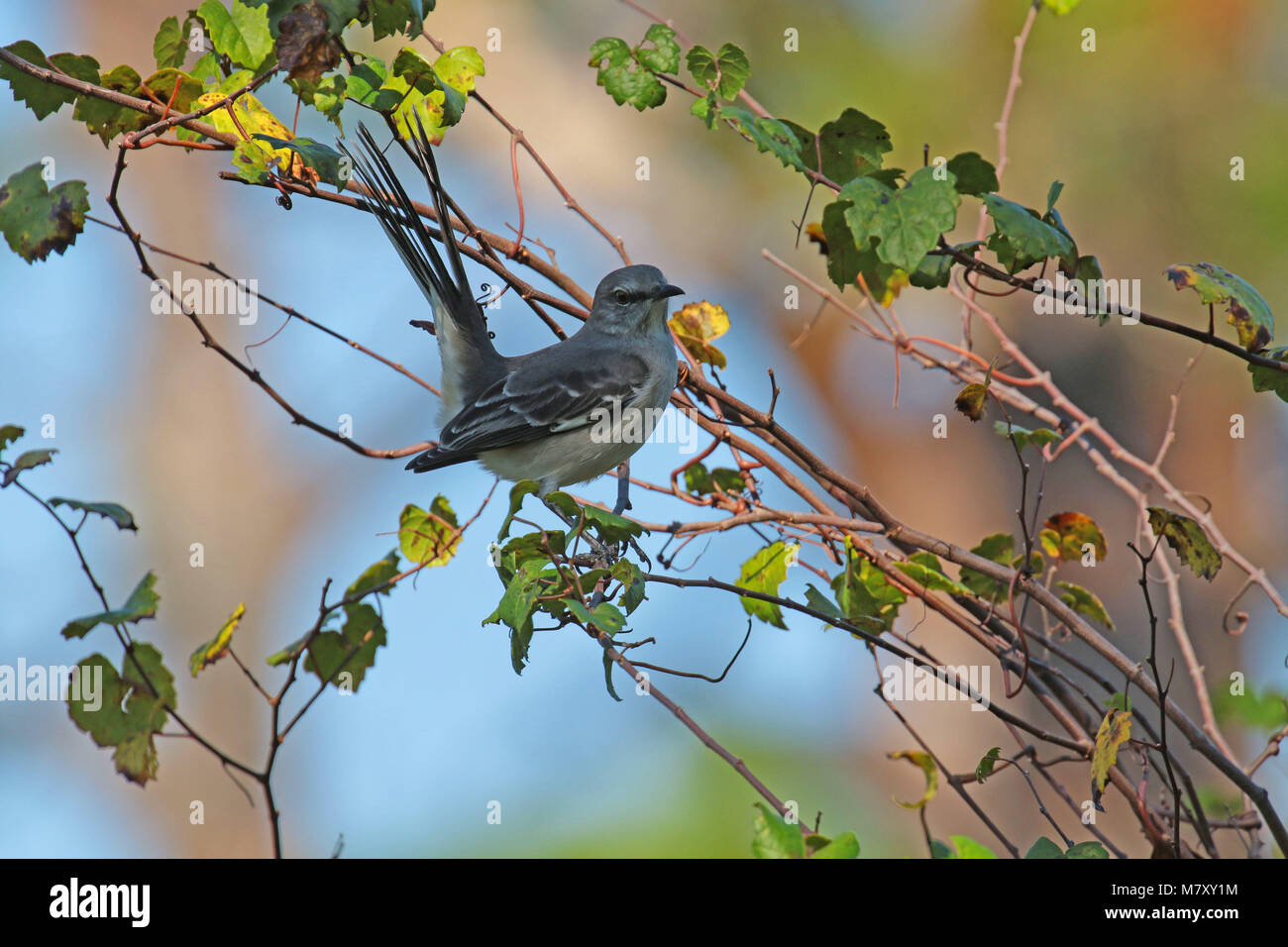 Northern mockingbird ( mimus polyglottos ) perched on a branch Stock ...