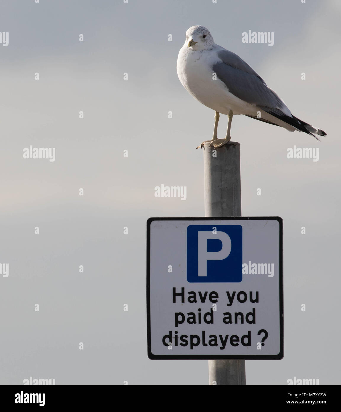 Sea gull perched on parking sign Stock Photo - Alamy