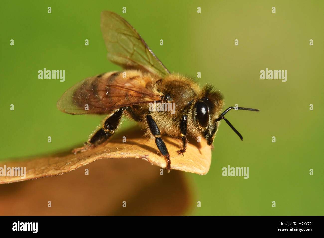 Honey-bee Apis mellifera closeup Stock Photo - Alamy