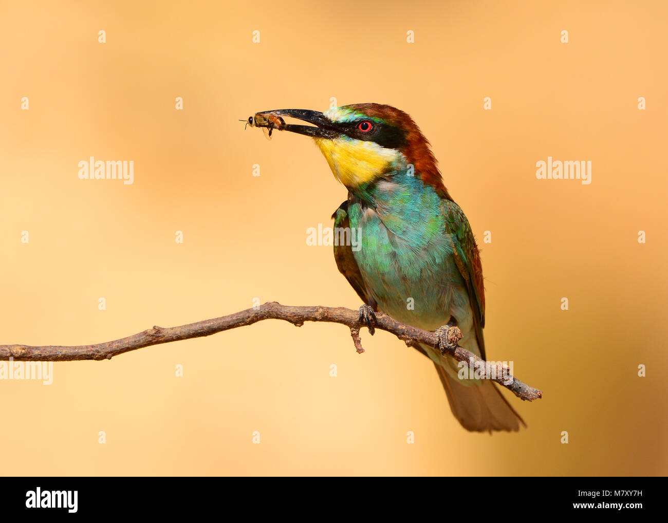 Wild bee predator hi-res stock photography and images - Alamy