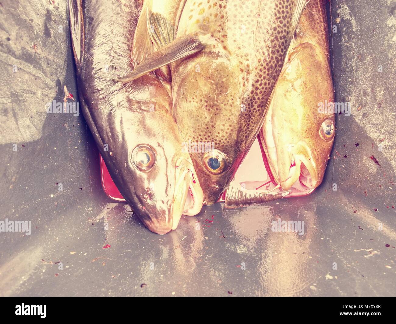 Freshwater fishes of indonesia hi-res stock photography and images - Alamy
