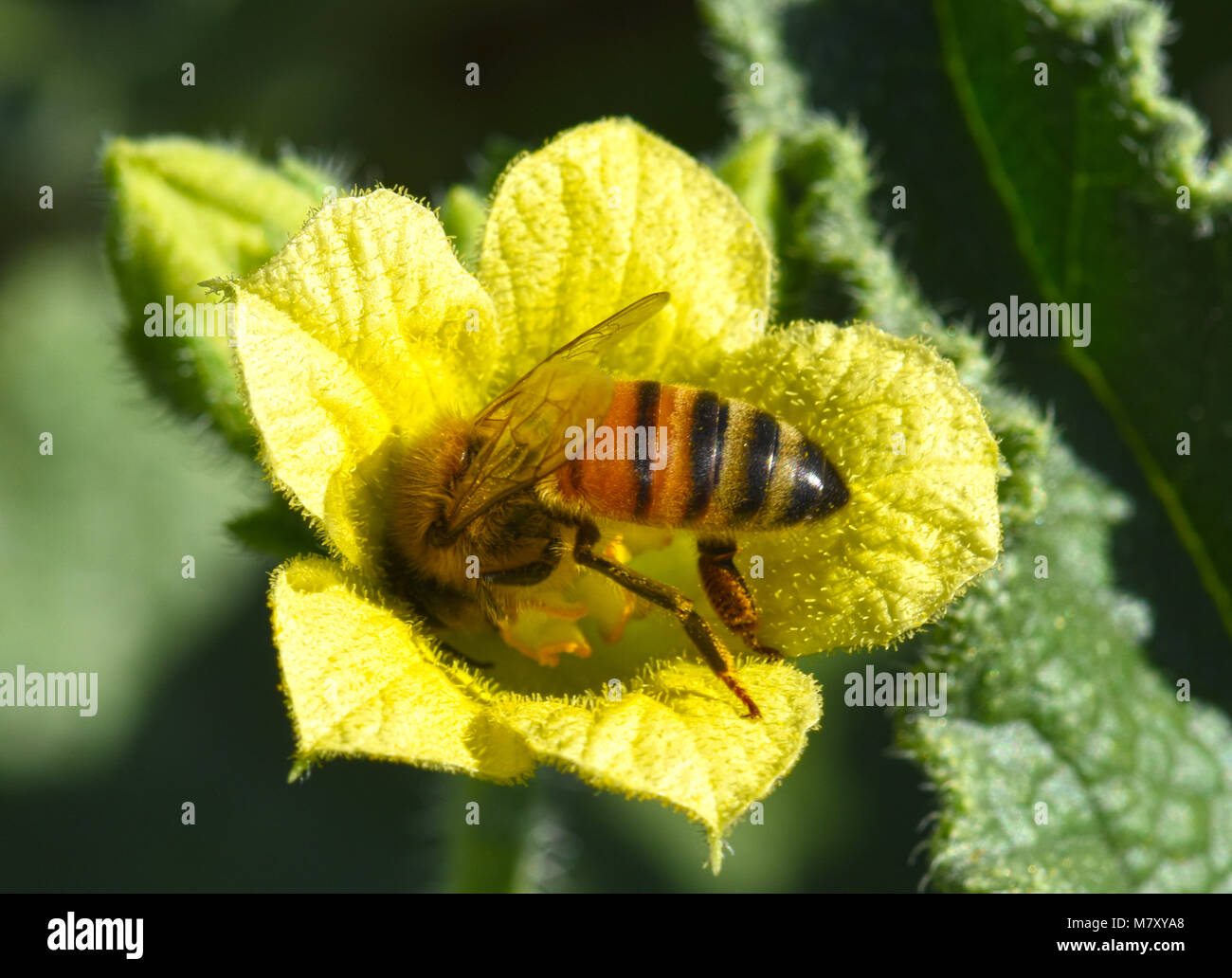 Honey-bee pollinating flower Stock Photo - Alamy