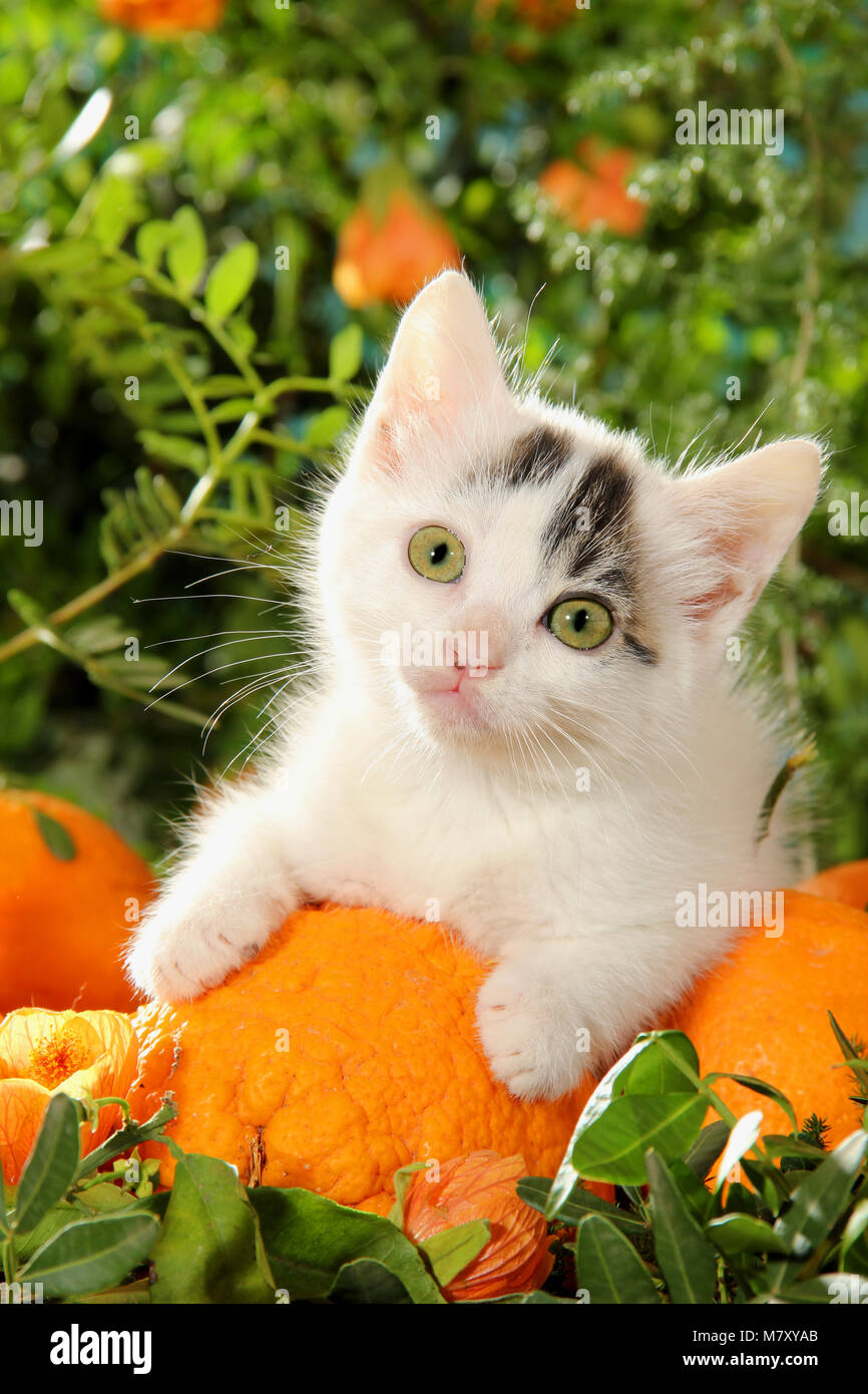 Cute kitten hi-res stock photography and images - Alamy