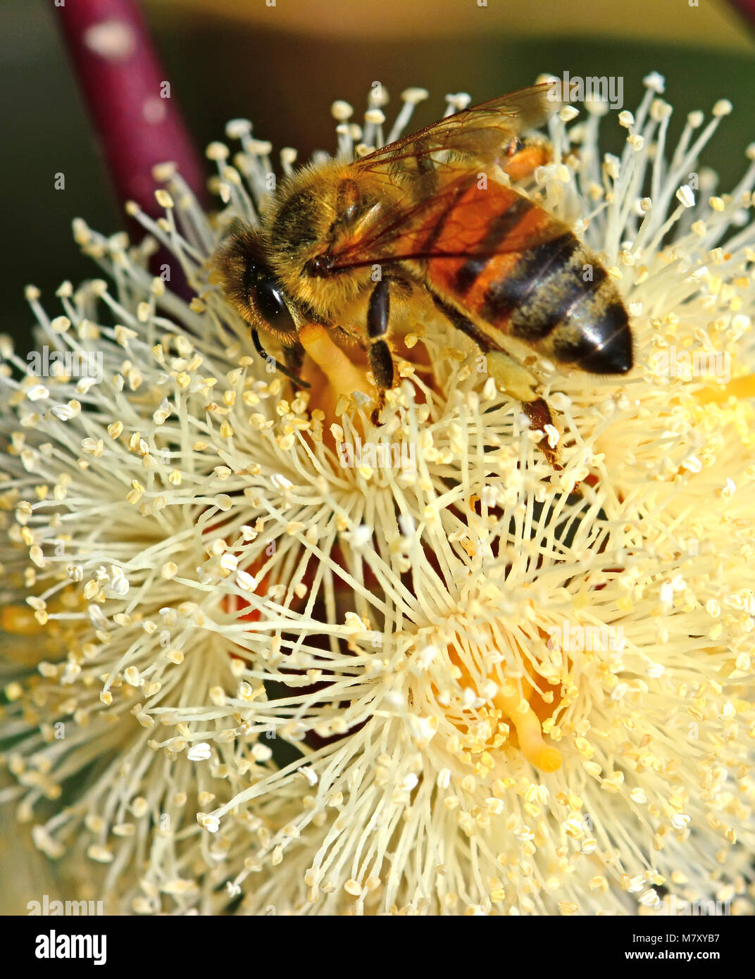 Honey-bee pollinating flower Stock Photo - Alamy