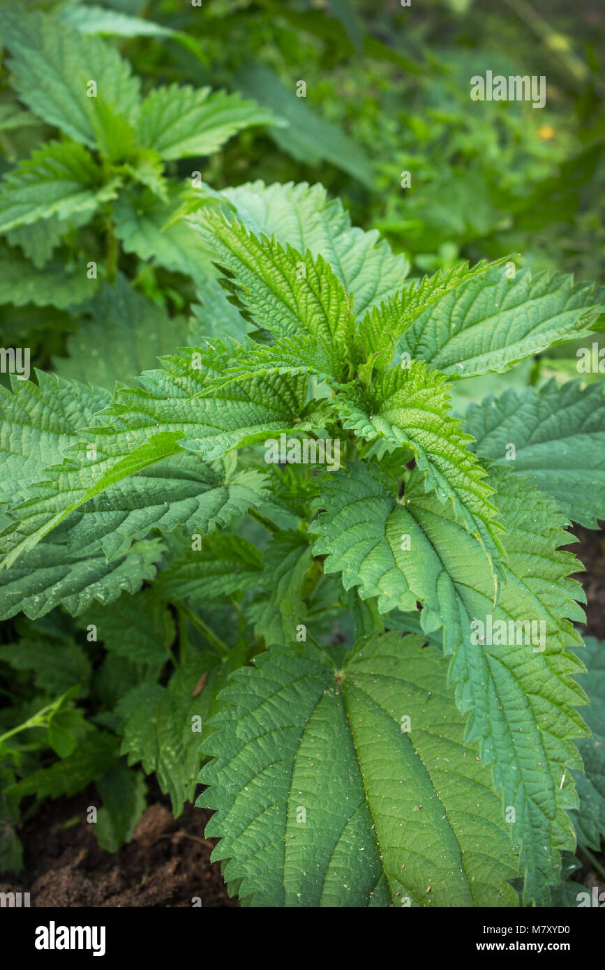 Young shoots of nettles grew on the field Stock Photo - Alamy