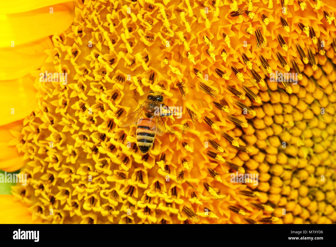 Honey-bee pollinating flower Stock Photo - Alamy