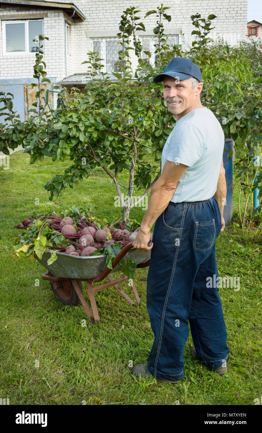 An elderly man with a wheelbarrow red beets in his garden Stock Photo ...