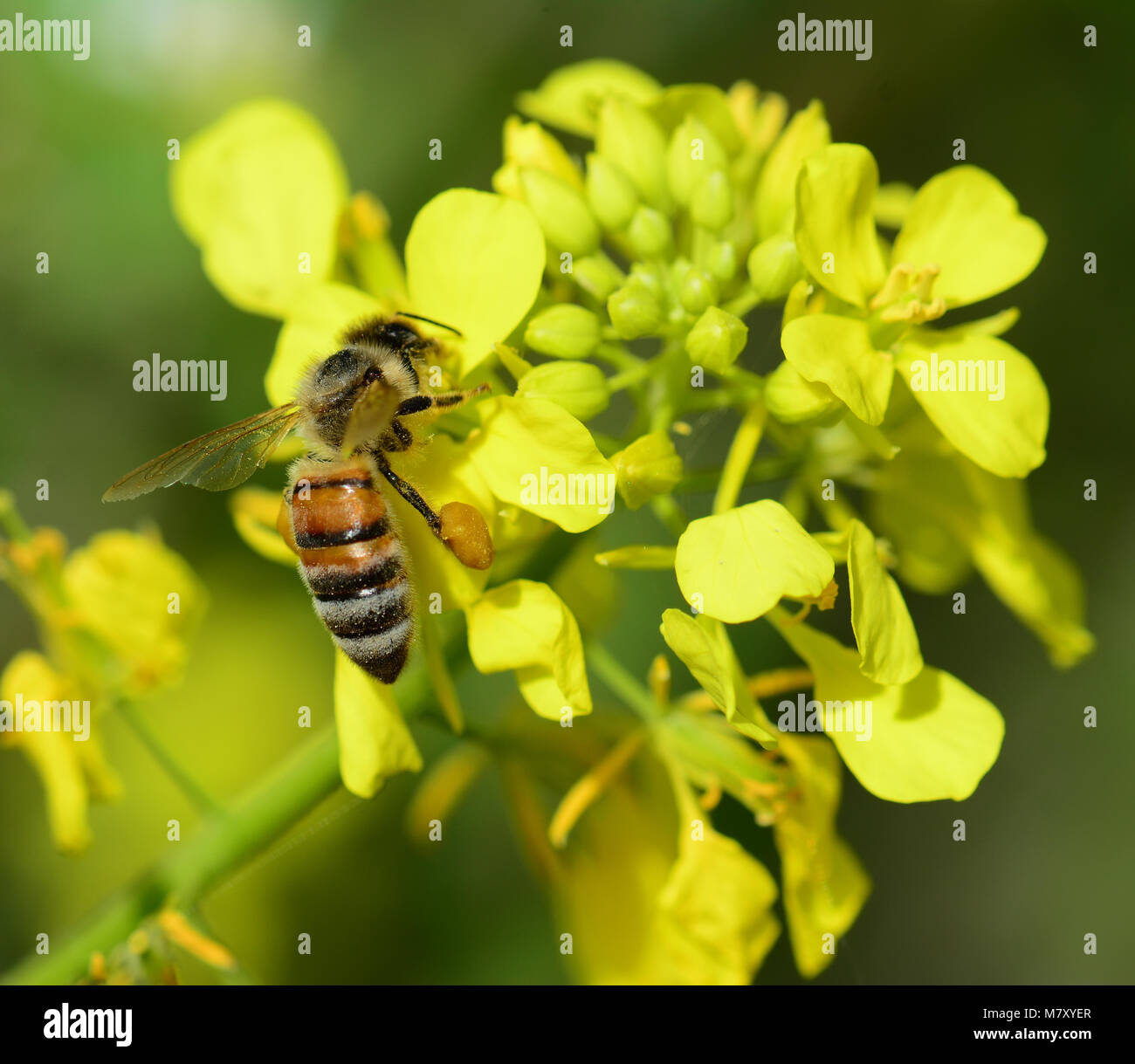 Honey-bee pollinating flower Stock Photo - Alamy