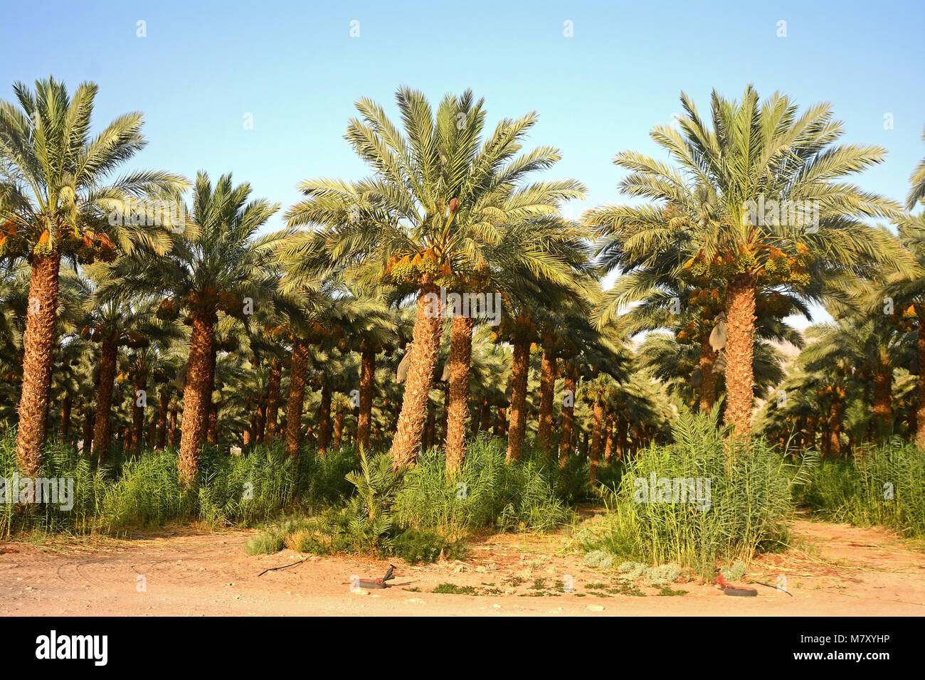 Palm tree plantation Stock Photo - Alamy