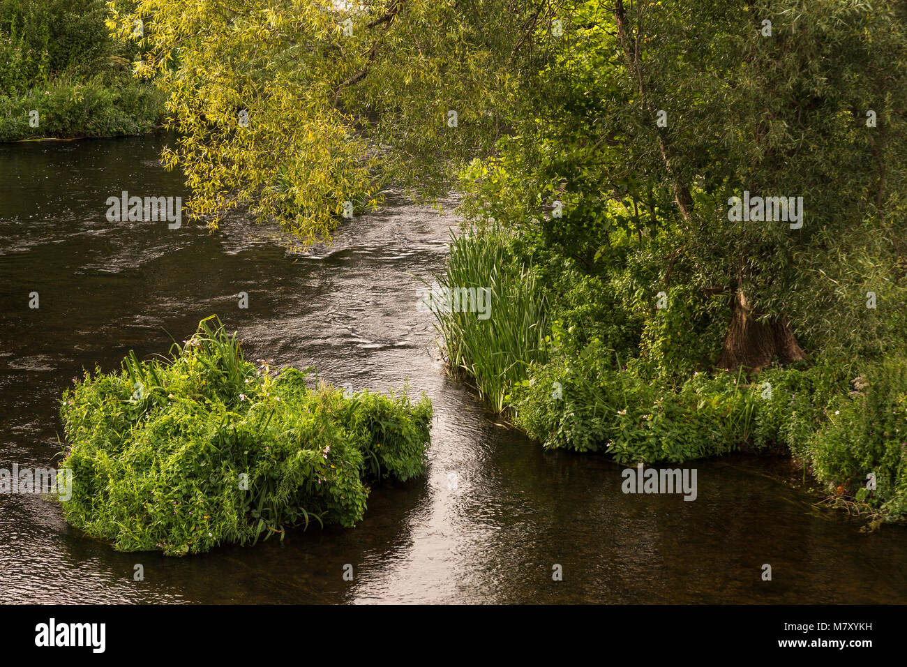 Trees and plants on the banks of the river Shannon at Limerick, Ireland ...